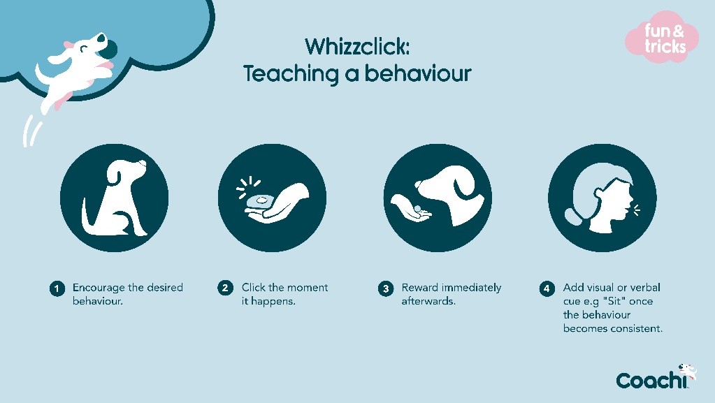 Clicker Training For Dogs | How To Use A Clicker For Training