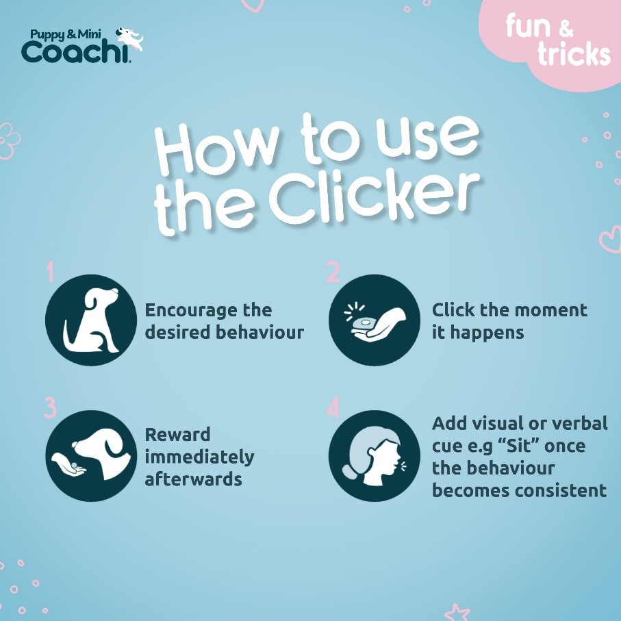 Clicker Training For Dogs | How To Use A Clicker For Training