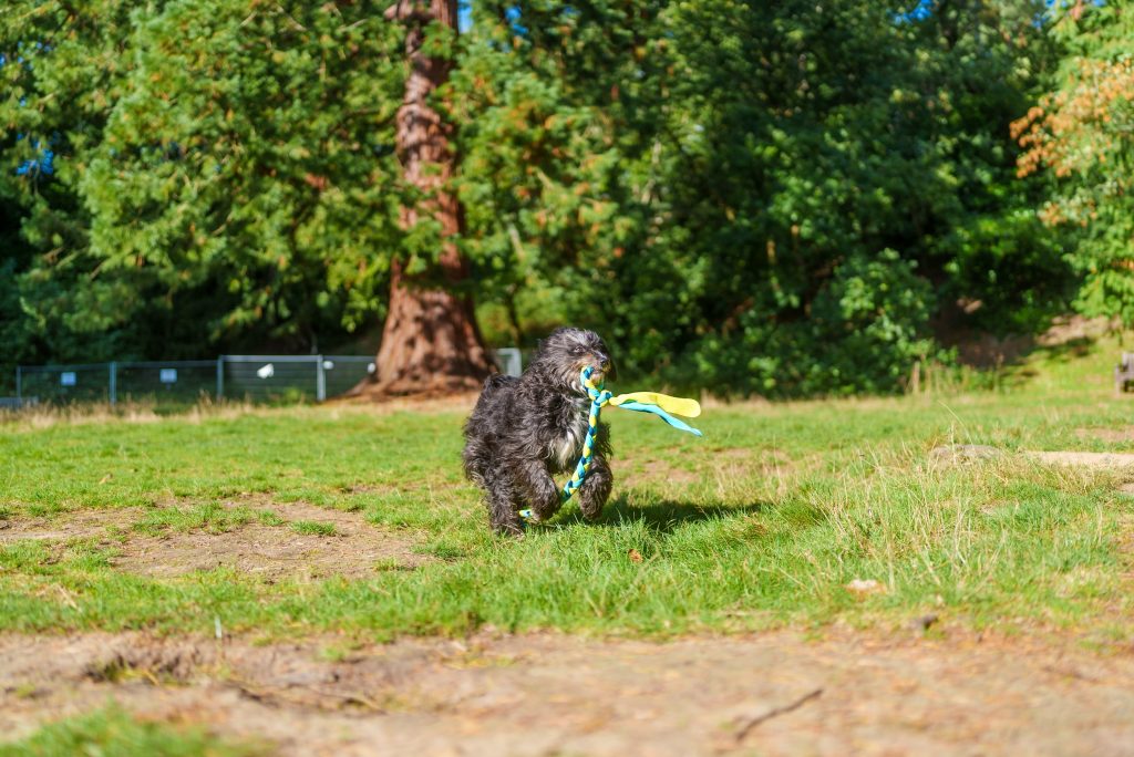 Dog Recall Training Guide: Teach Your Dog Reliable Recall Every Time