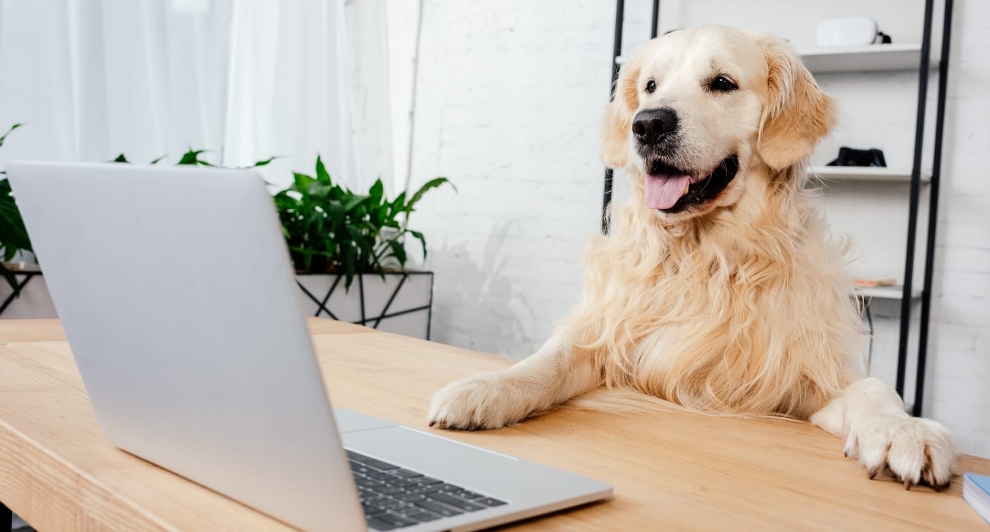 Customer Service | Company Of Animals US